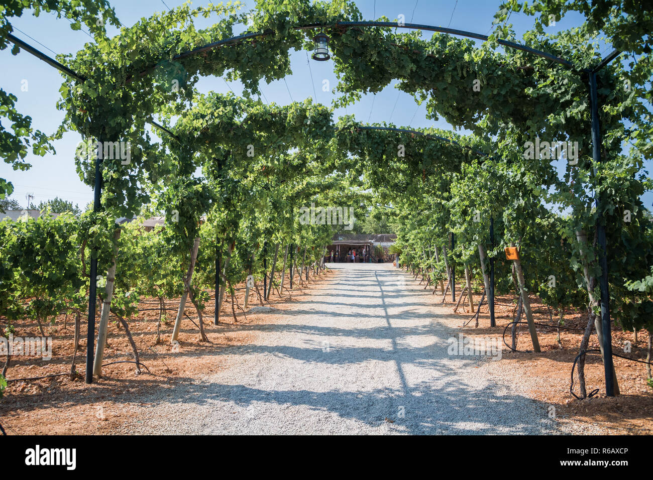 Immature grape vineyard fruits hi-res stock photography and images - Alamy