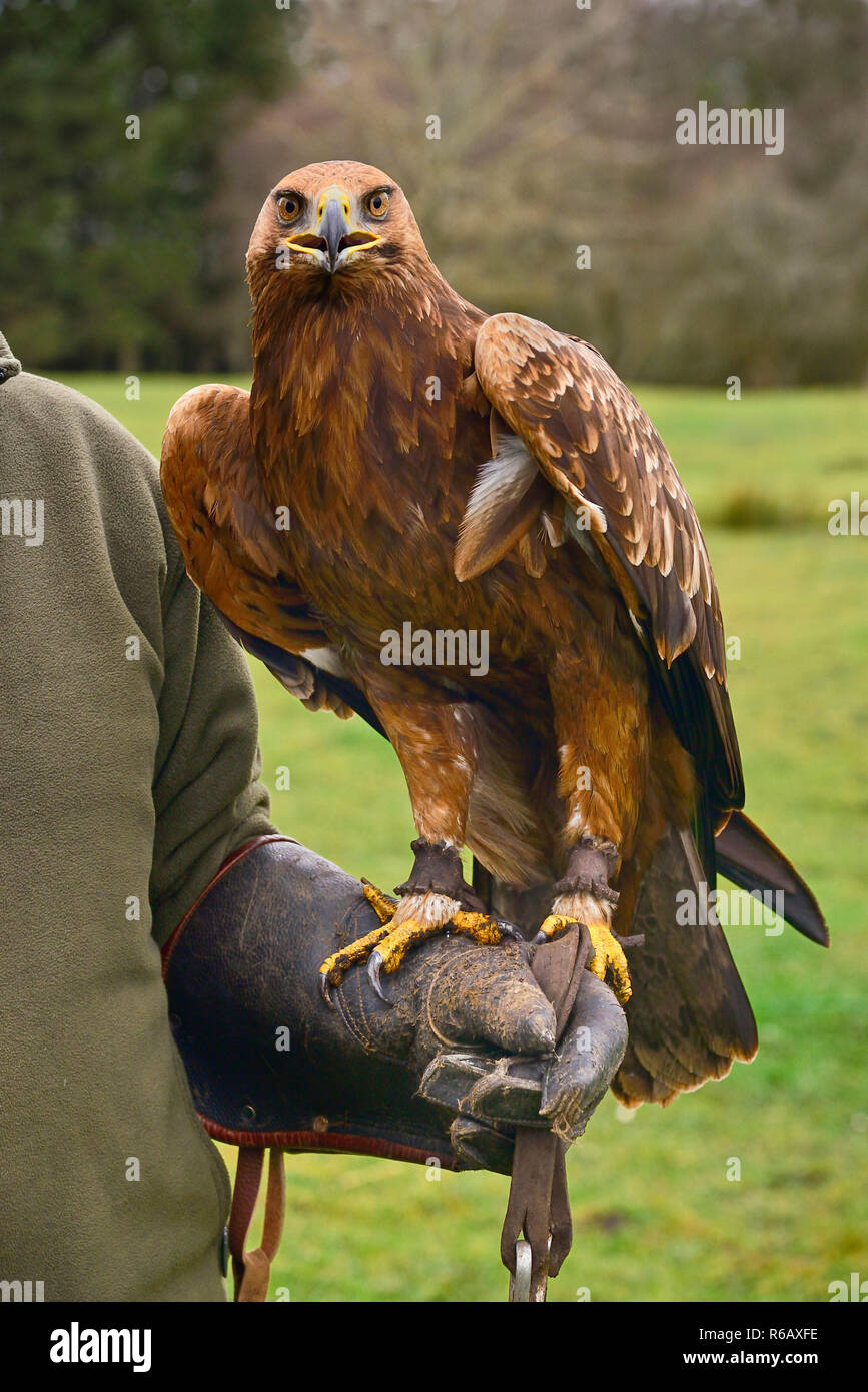 Ireland, County Sligo, Ballymote, Eagles Flying tourist attraction ...