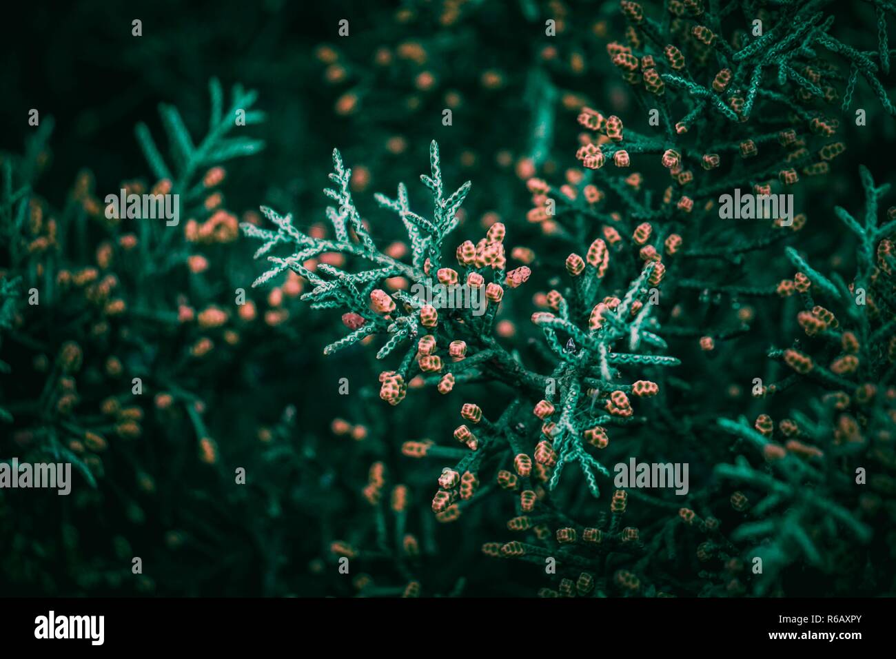 the beautiful tree branches Stock Photo - Alamy