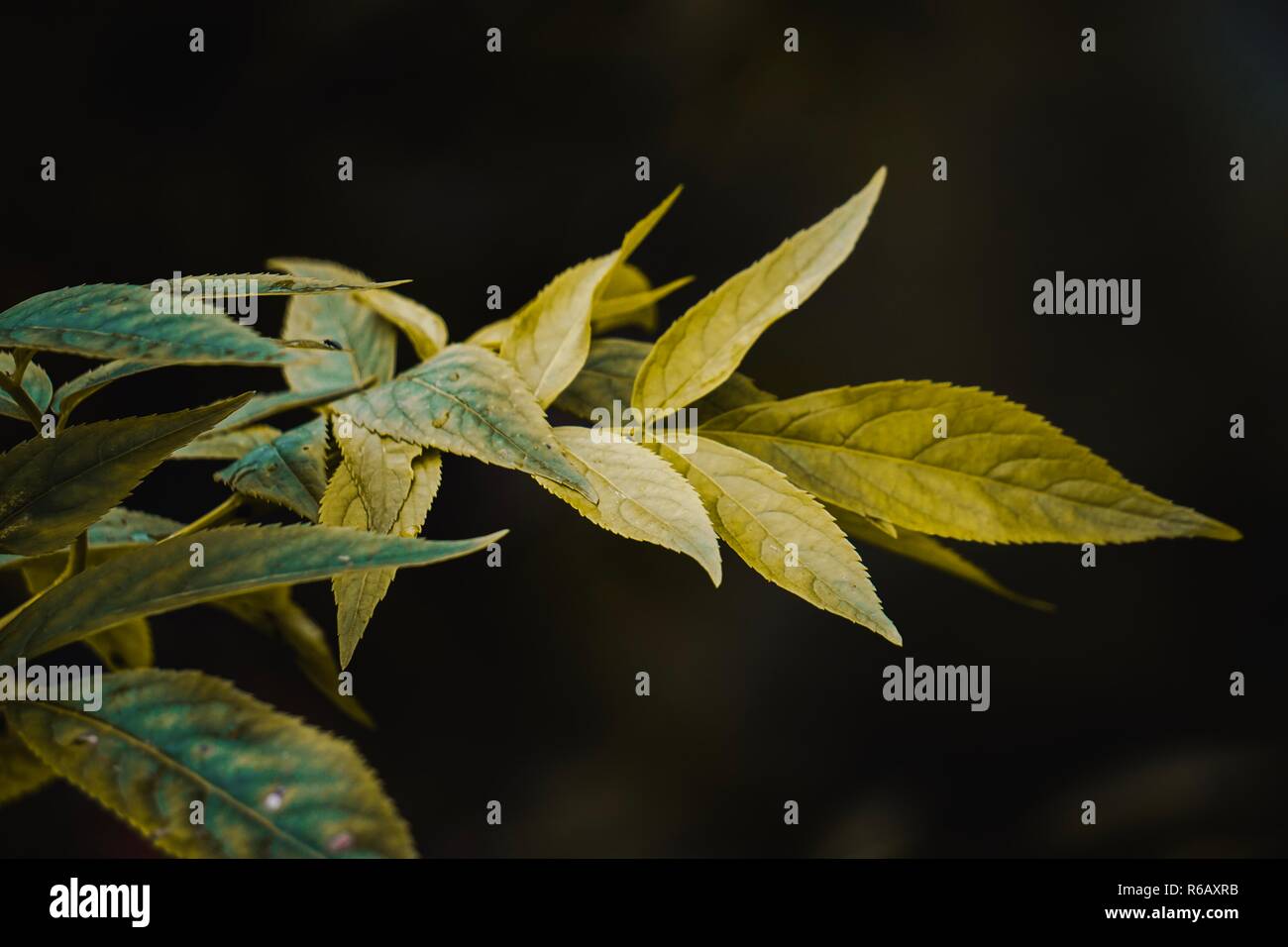 the beautiful tree branches Stock Photo - Alamy