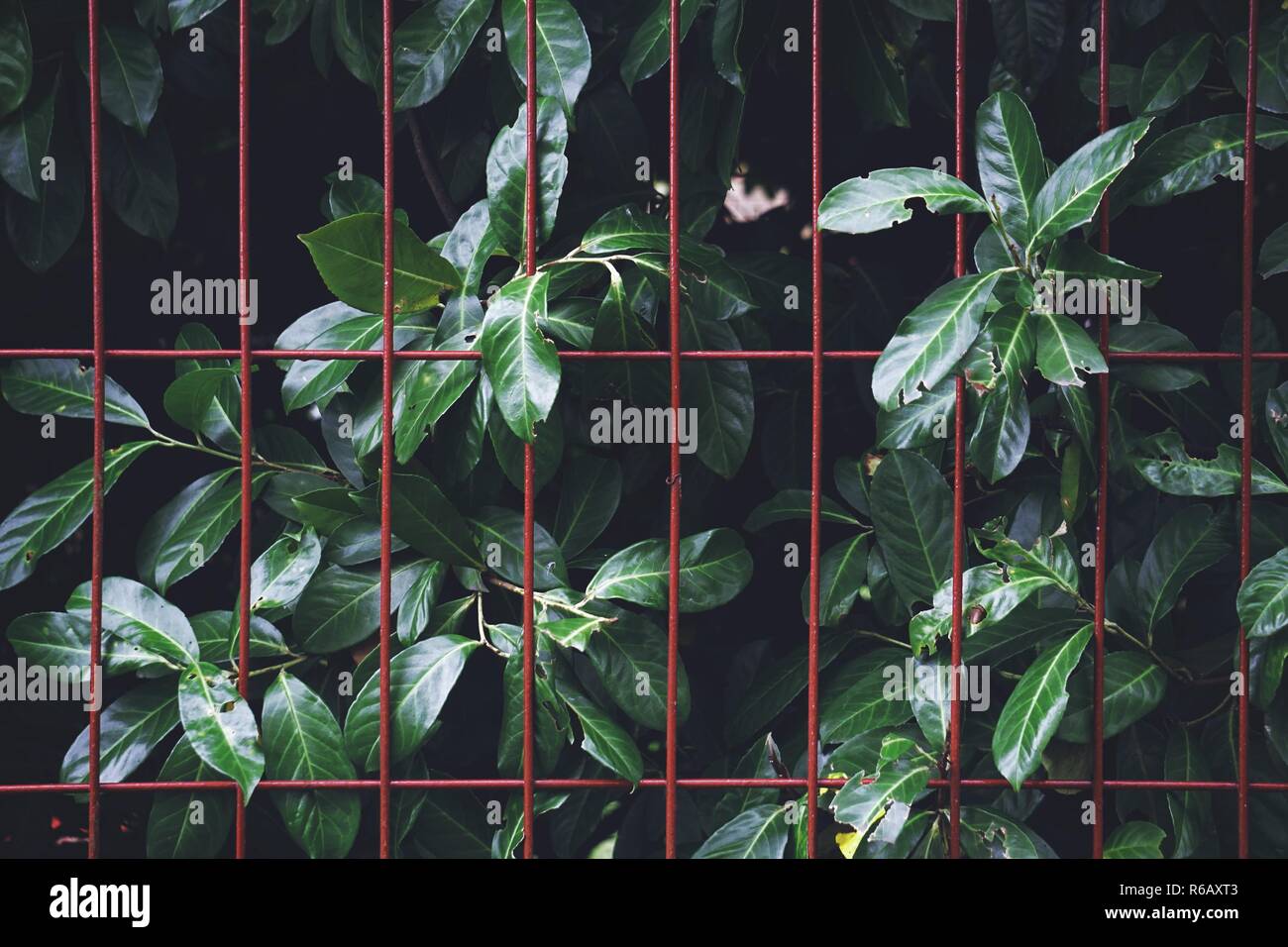 the beautiful tree branches Stock Photo - Alamy