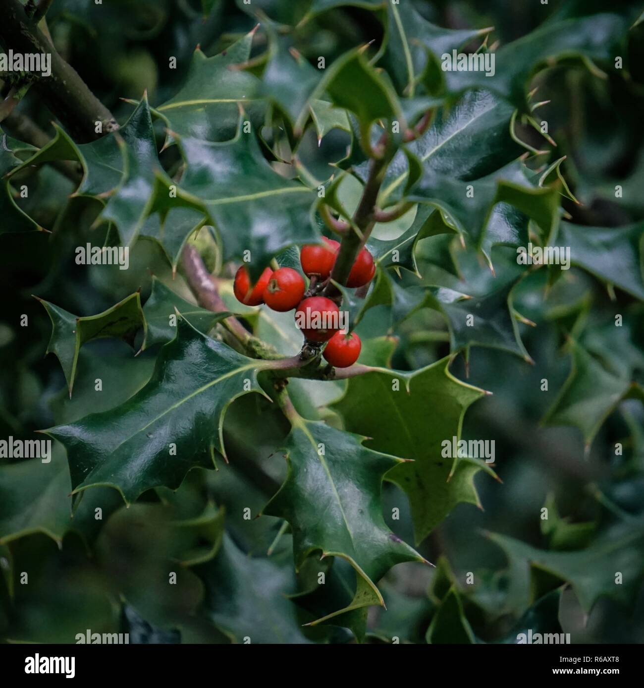 the beautiful tree branches Stock Photo - Alamy