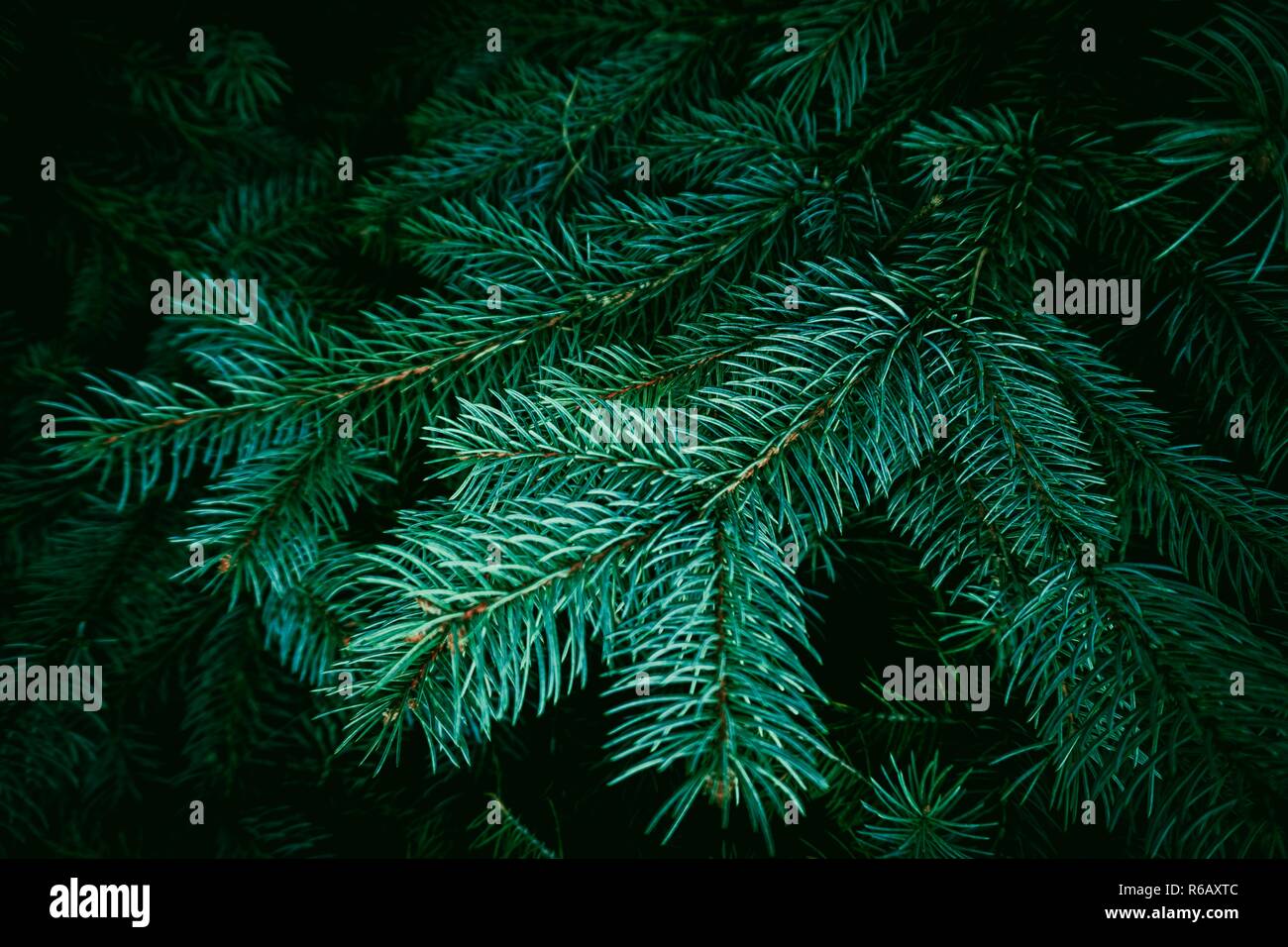 the beautiful tree branches Stock Photo - Alamy