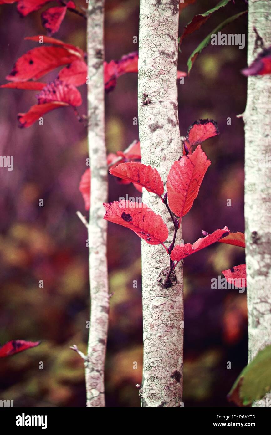 the beautiful tree branches Stock Photo - Alamy