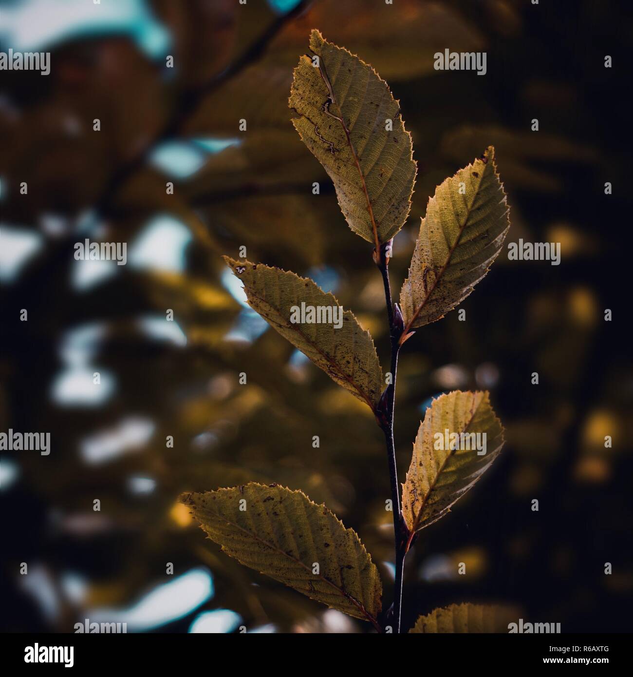 the beautiful tree branches Stock Photo - Alamy