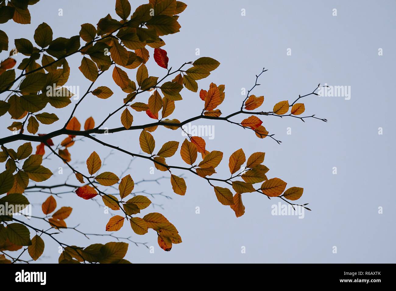 the beautiful tree branches Stock Photo - Alamy