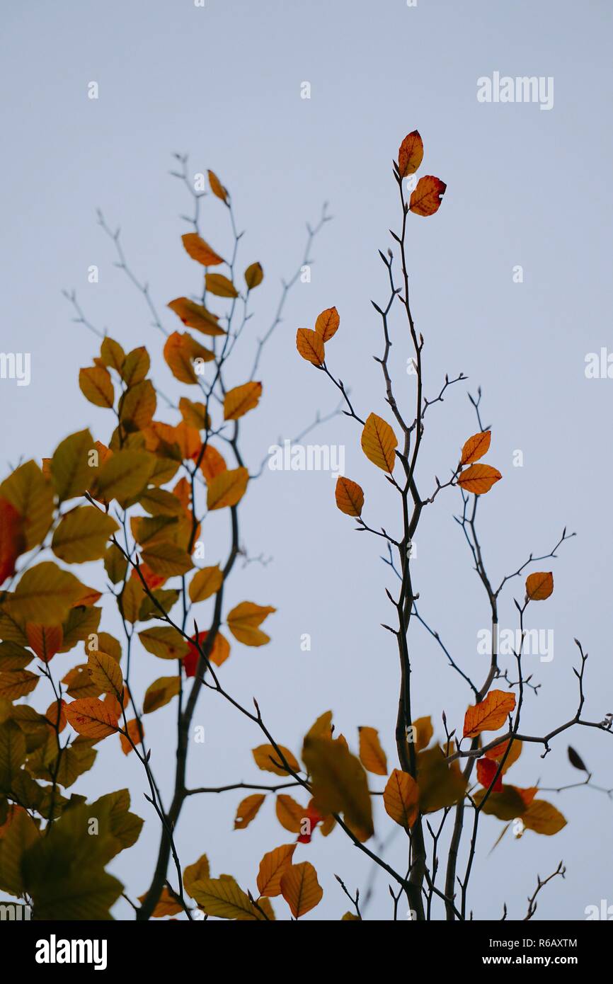 the beautiful tree branches Stock Photo - Alamy