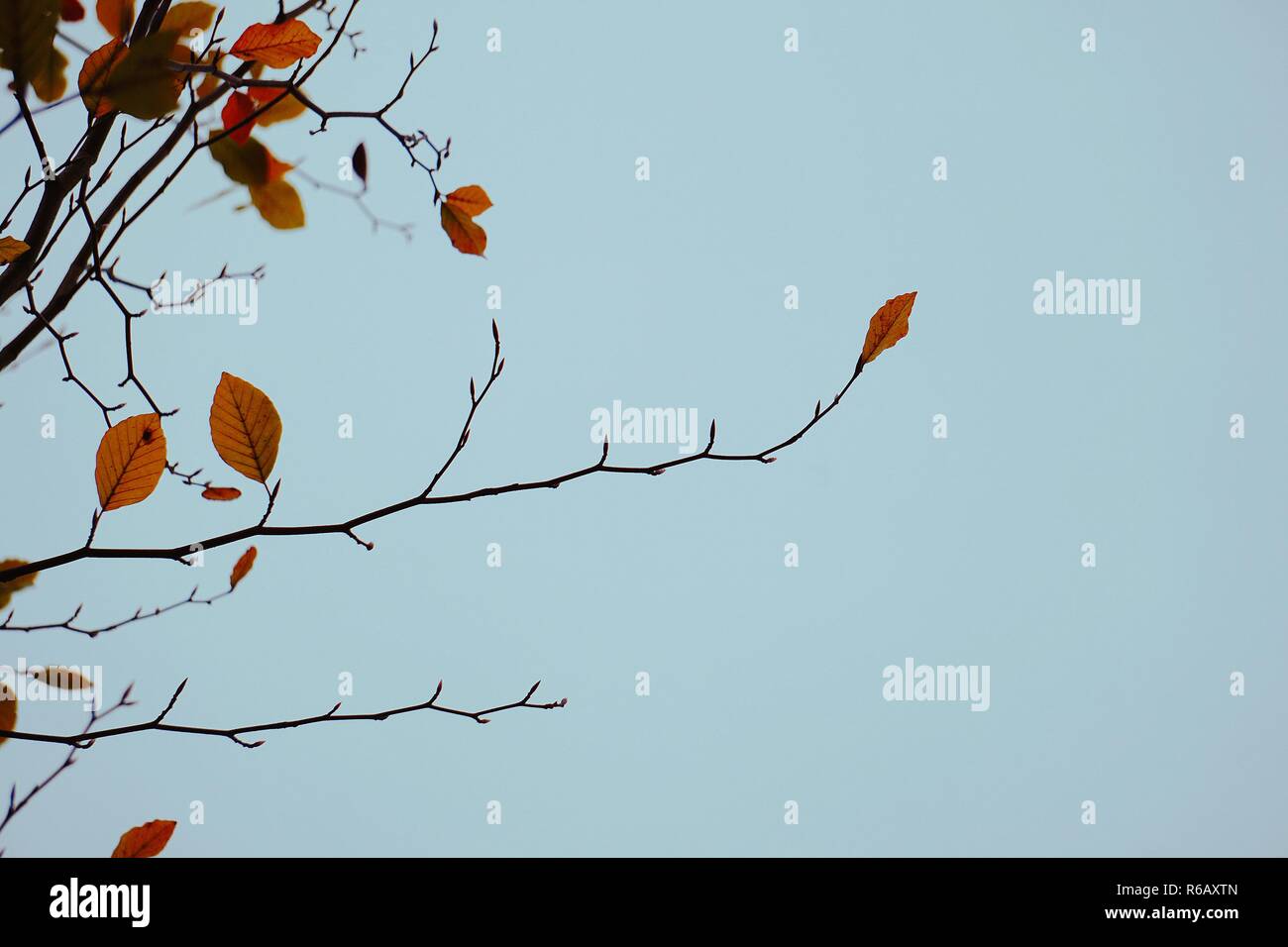 the beautiful tree branches Stock Photo - Alamy
