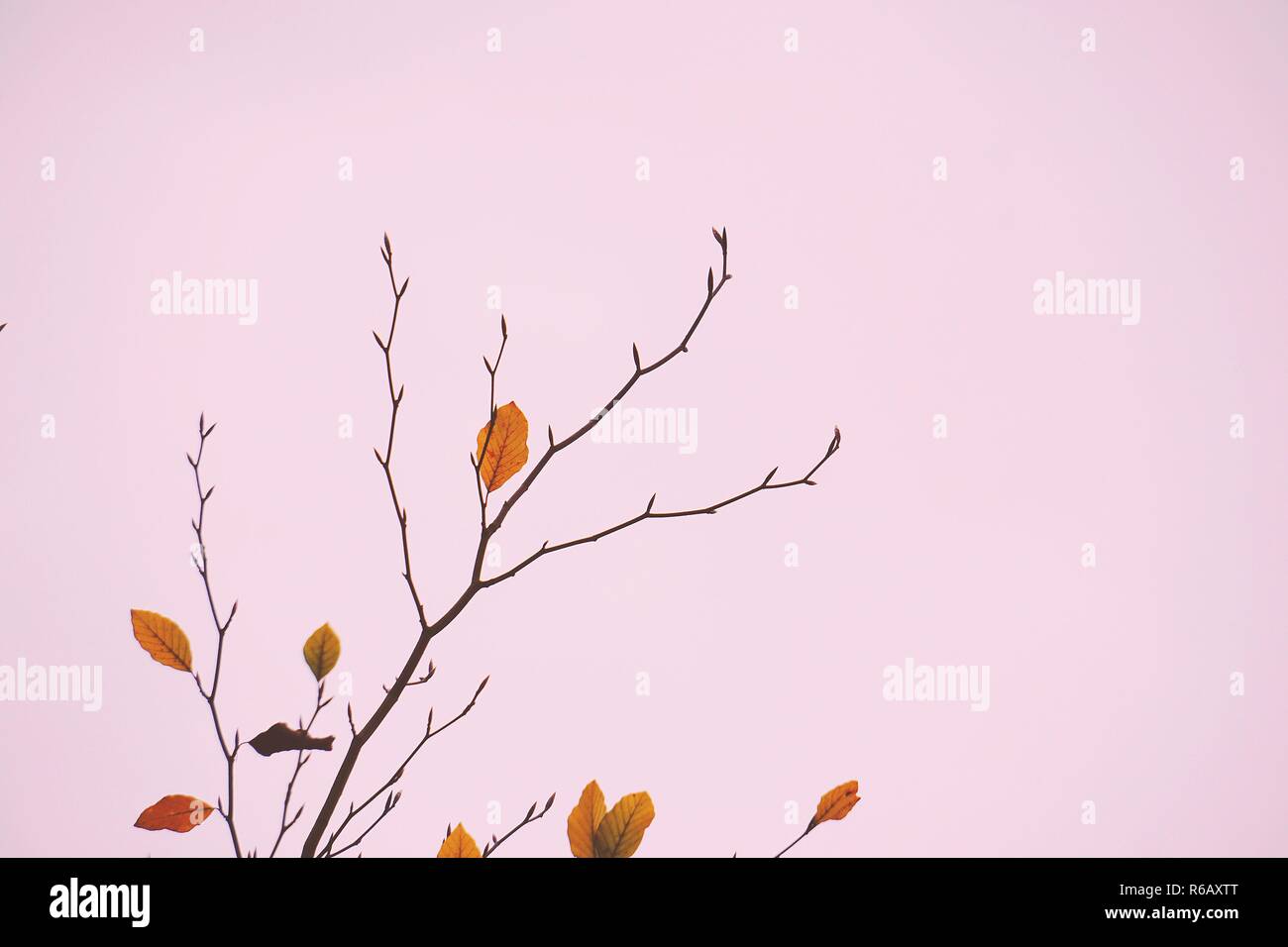 the beautiful tree branches Stock Photo - Alamy