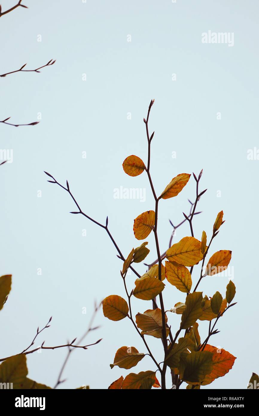 the beautiful tree branches Stock Photo - Alamy