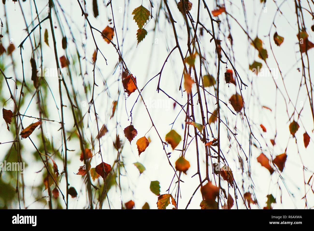 Most Beautiful Tree Branches at Jennifer Mcalister blog