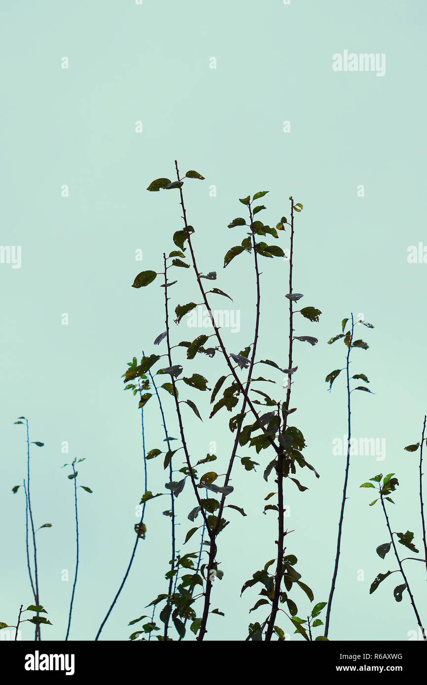 the beautiful tree branches Stock Photo - Alamy