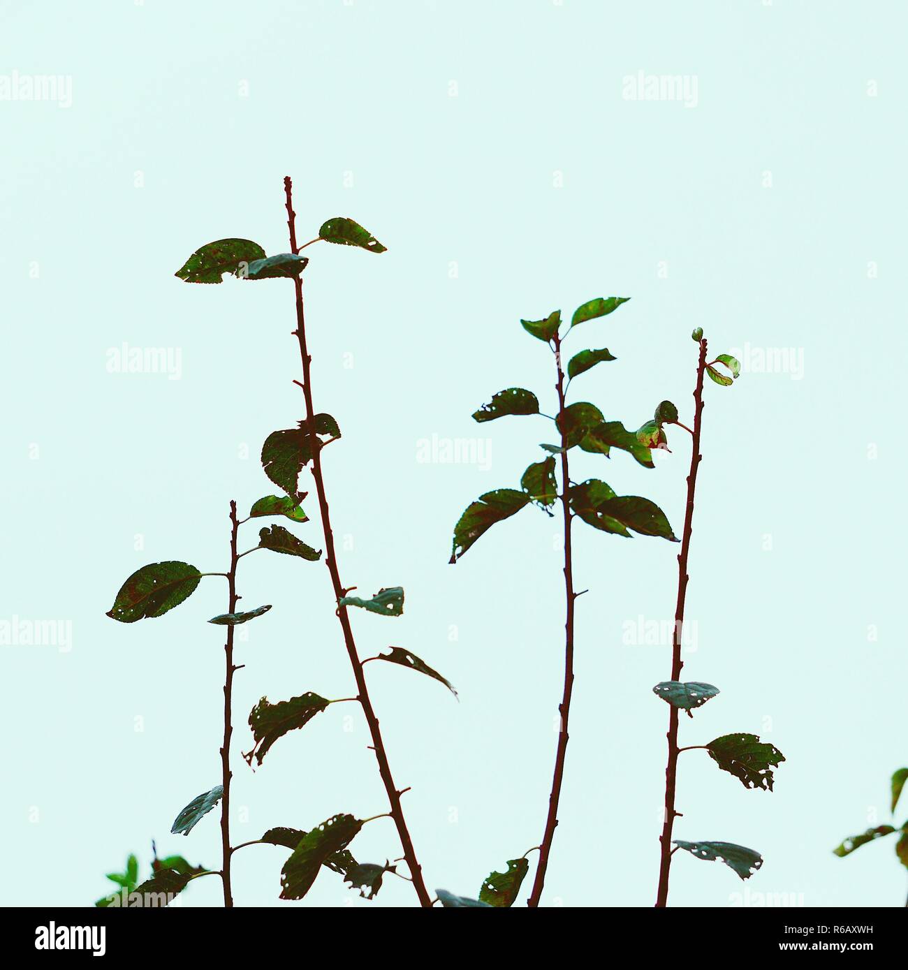 the beautiful tree branches Stock Photo - Alamy