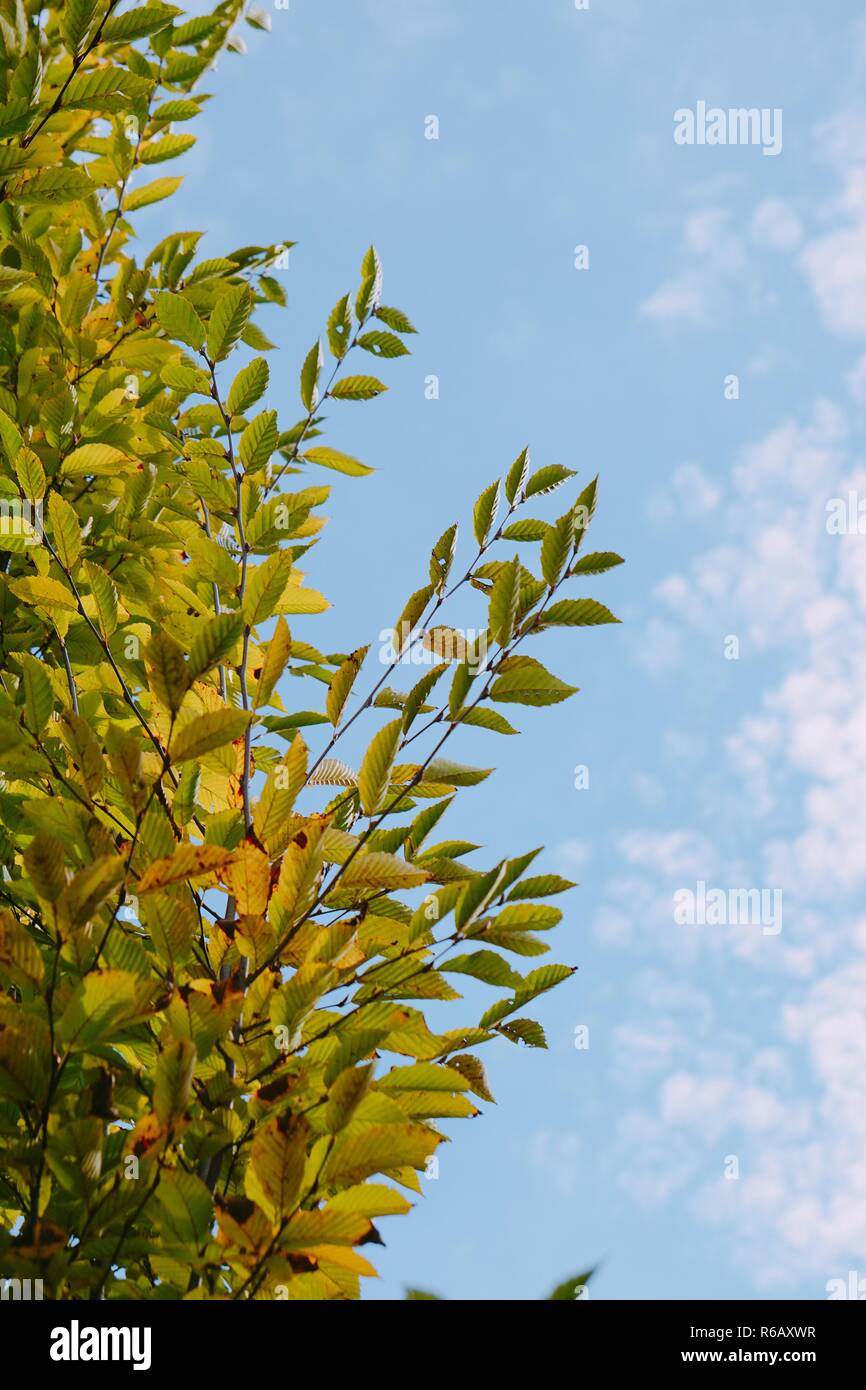 Most Beautiful Tree Branches at Jennifer Mcalister blog