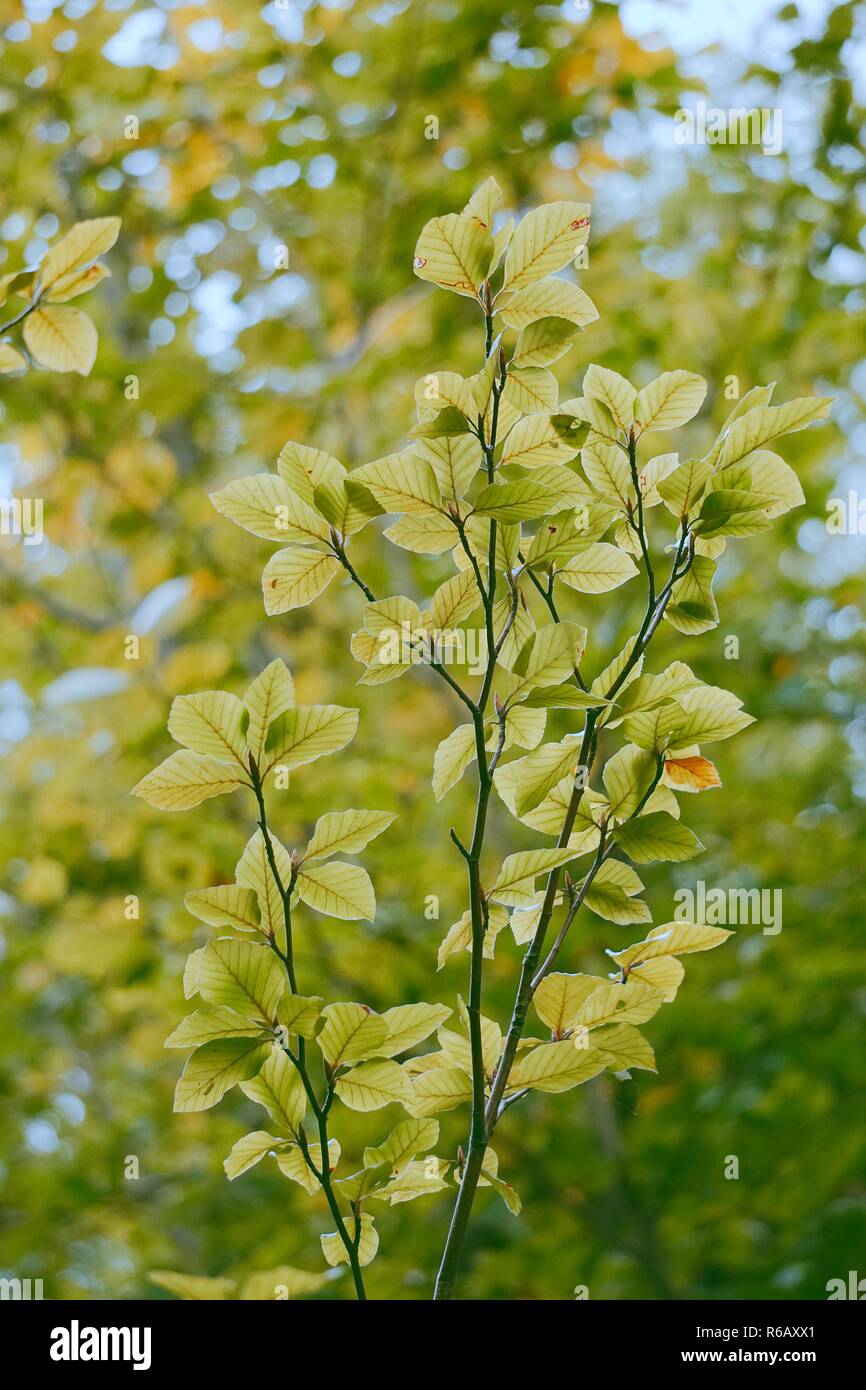 the beautiful tree branches Stock Photo - Alamy