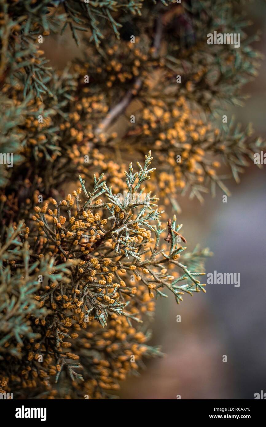 the beautiful tree branches Stock Photo - Alamy