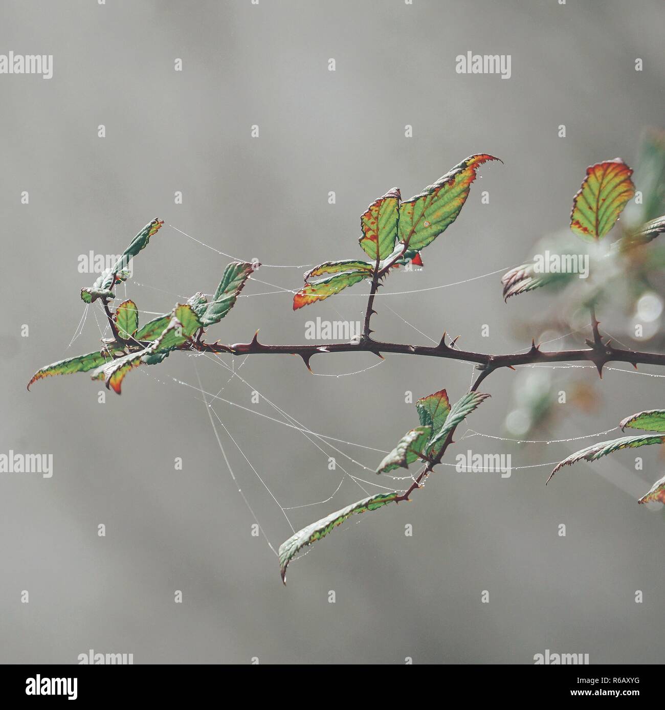 the beautiful tree branches Stock Photo - Alamy