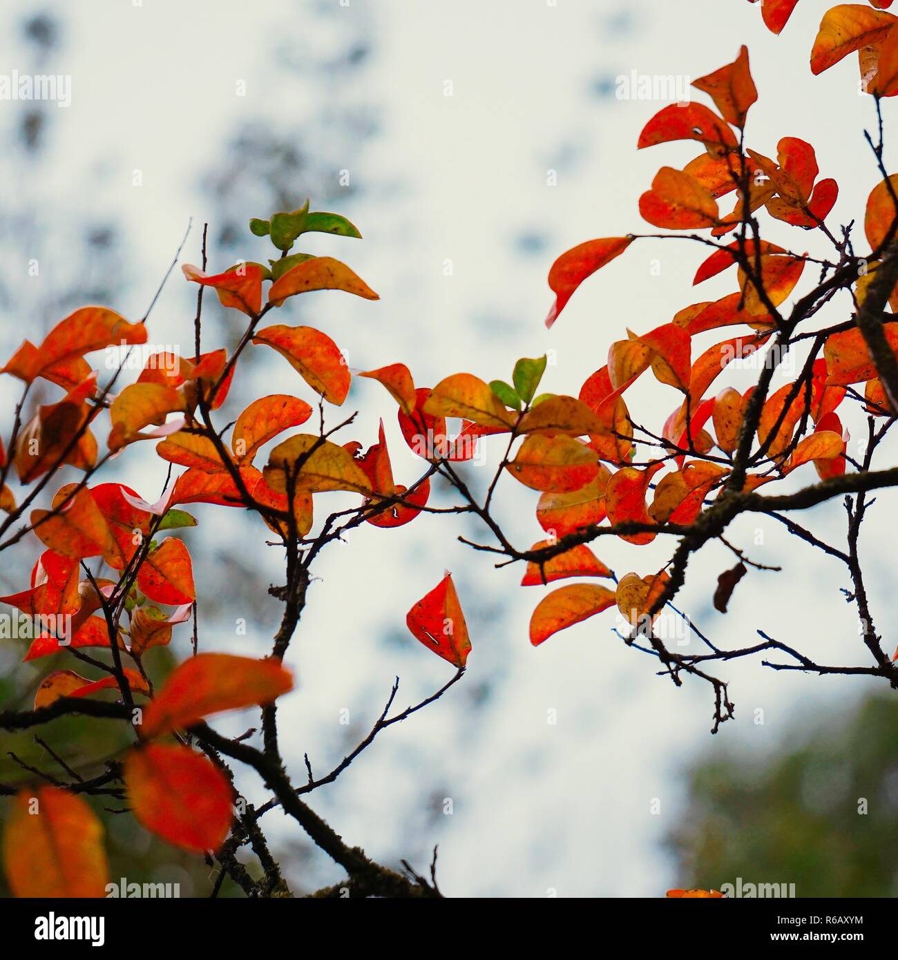 Most Beautiful Tree Branches at Jennifer Mcalister blog