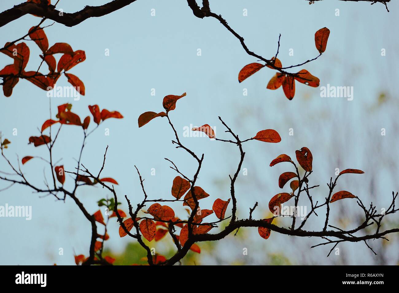 the beautiful tree branches Stock Photo - Alamy