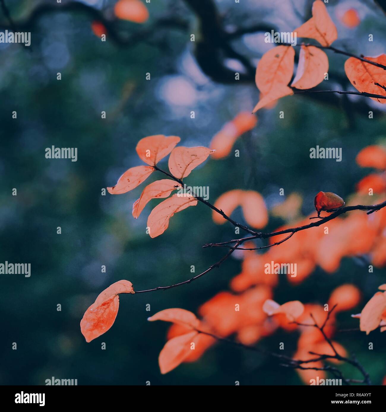 the beautiful tree branches Stock Photo - Alamy