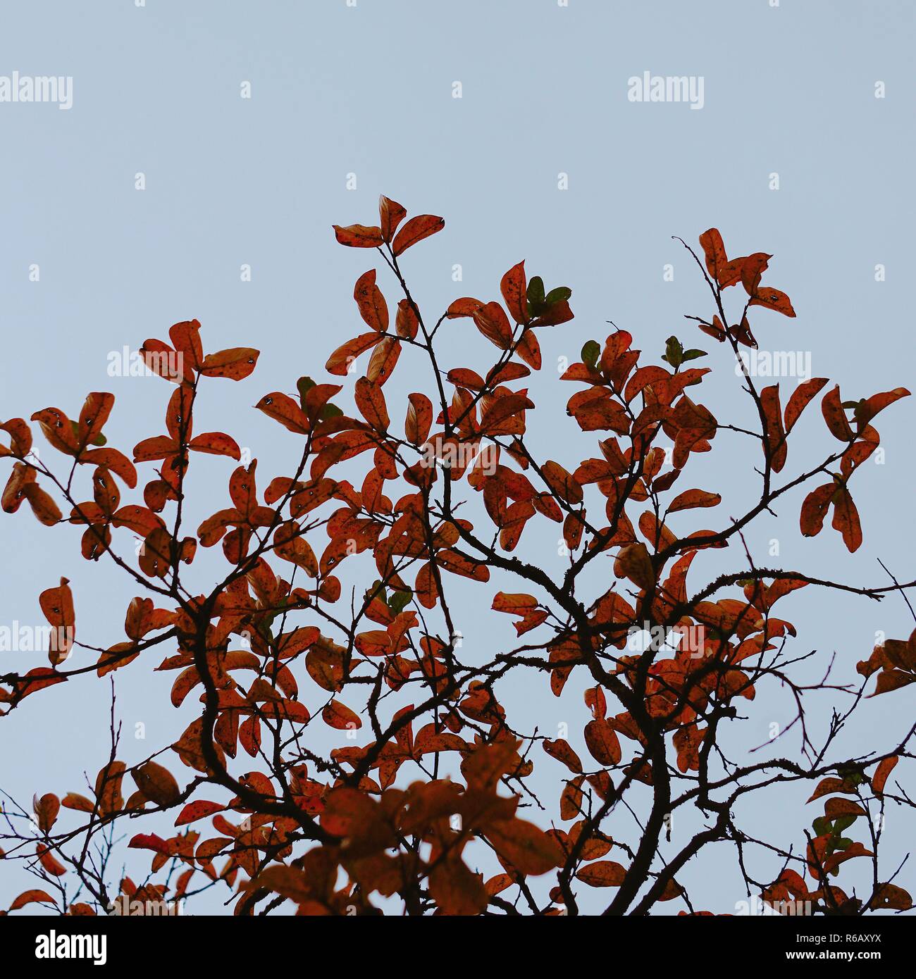 Most Beautiful Tree Branches at Jennifer Mcalister blog