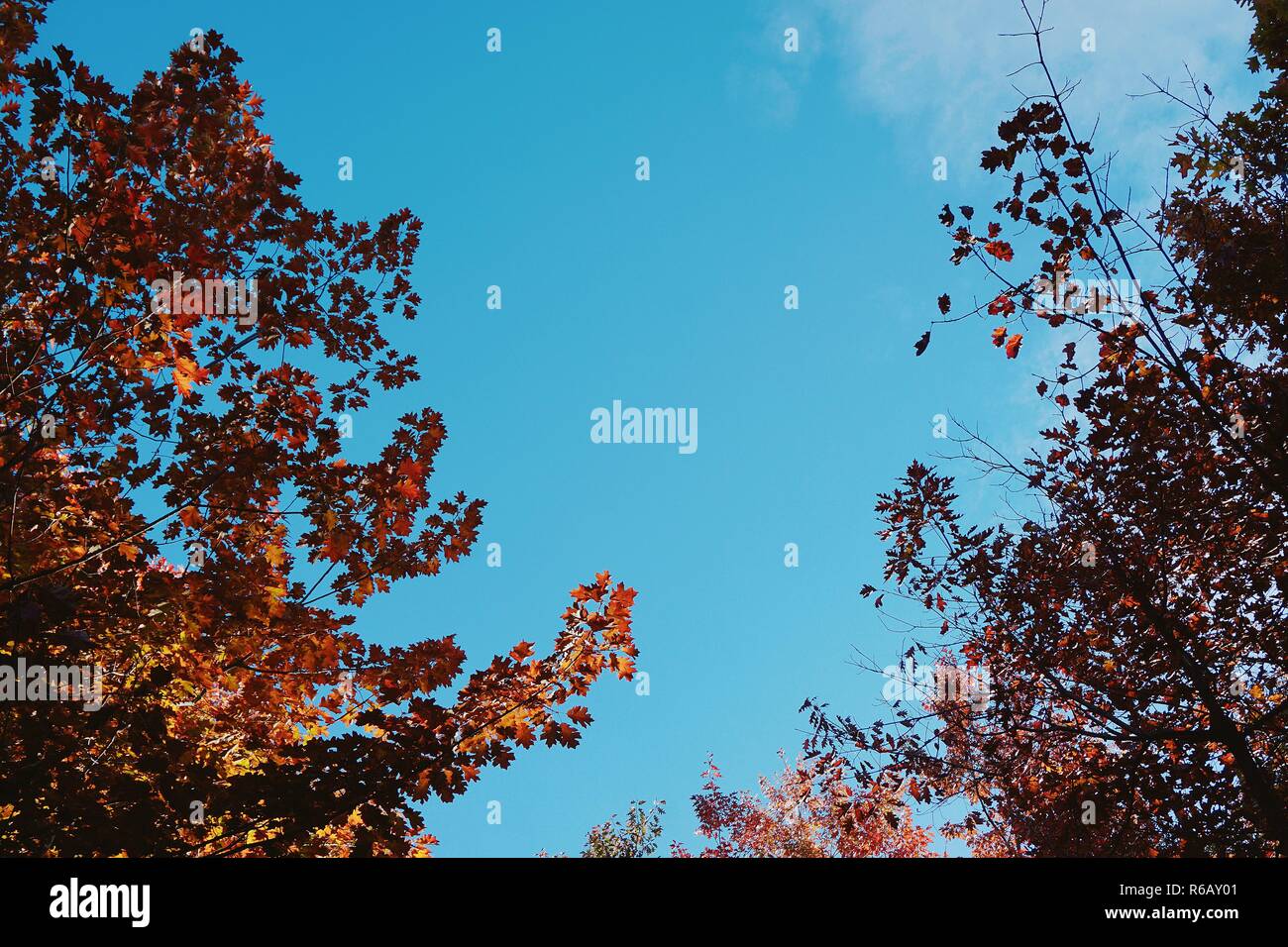 the beautiful tree branches Stock Photo - Alamy