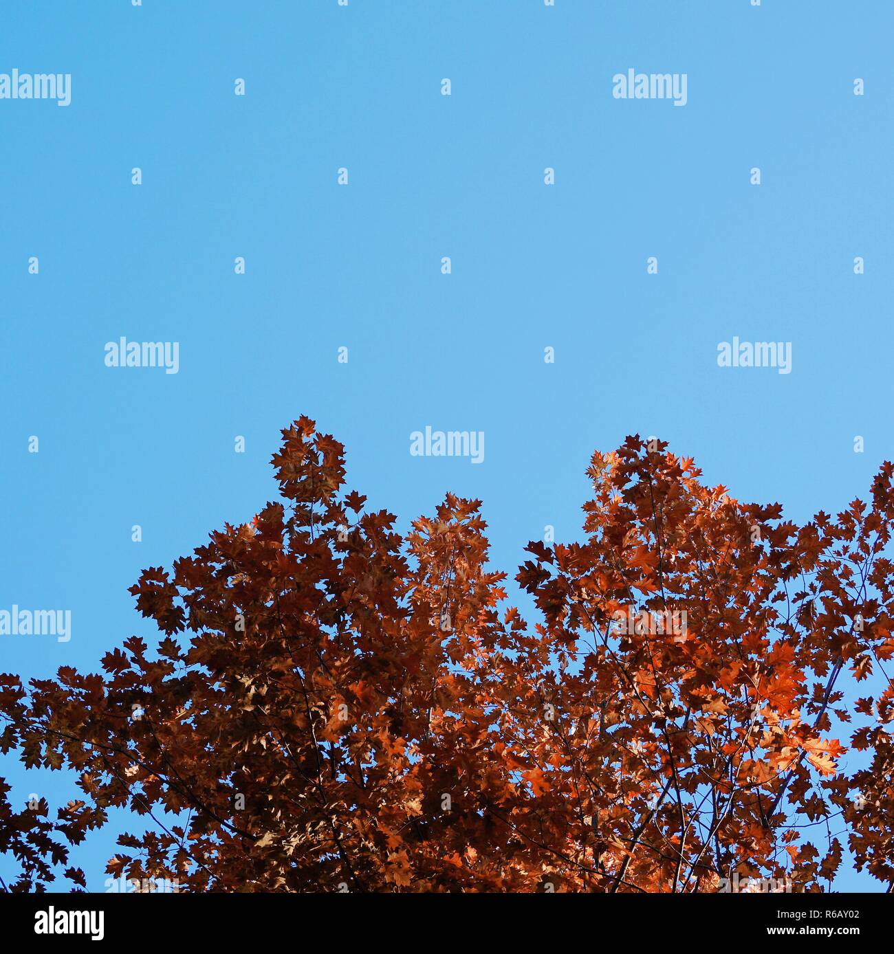 the beautiful tree branches Stock Photo - Alamy