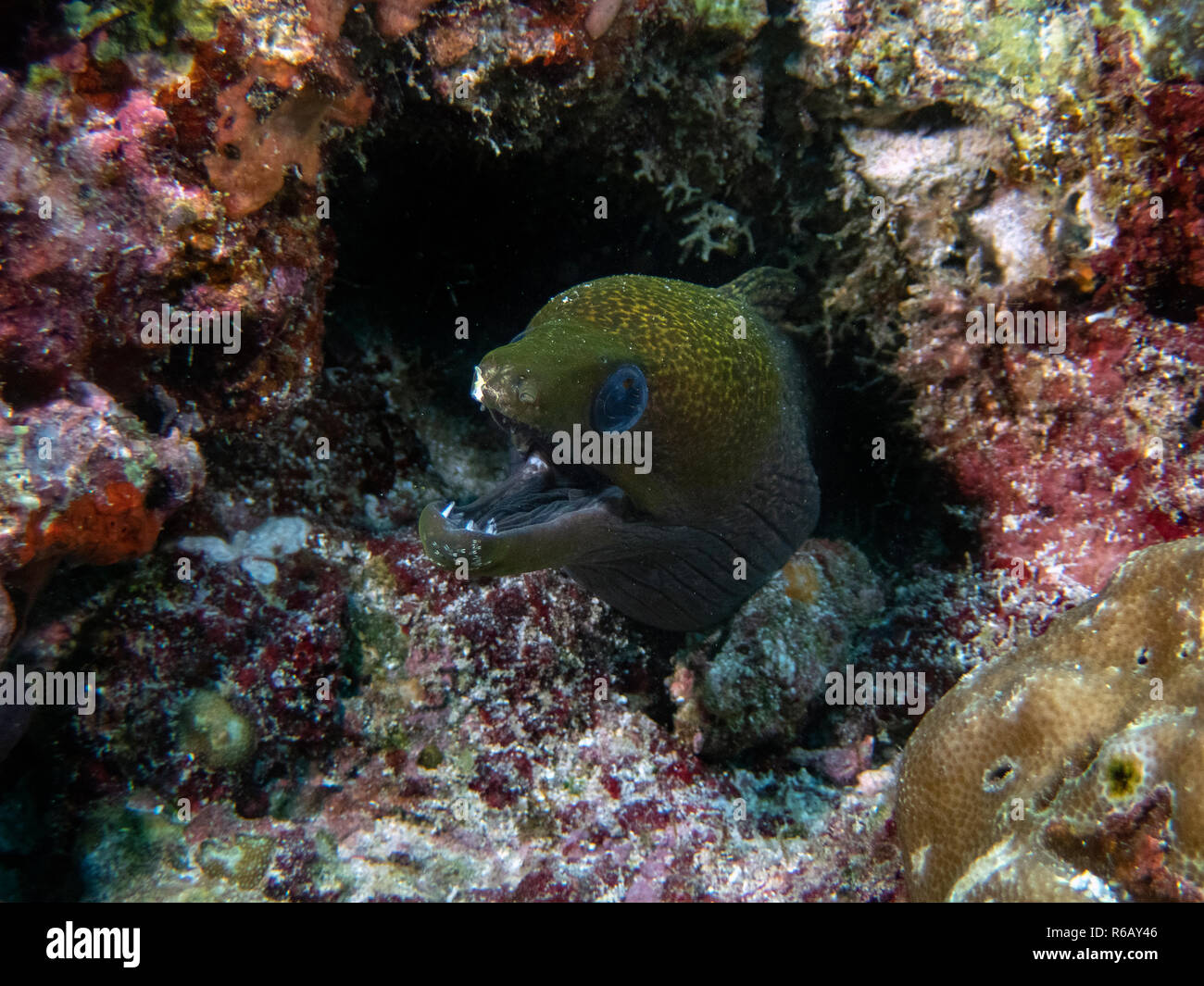 An Undulated Moray Eel (Gymnothorax undulatus) in the Indian Ocean ...