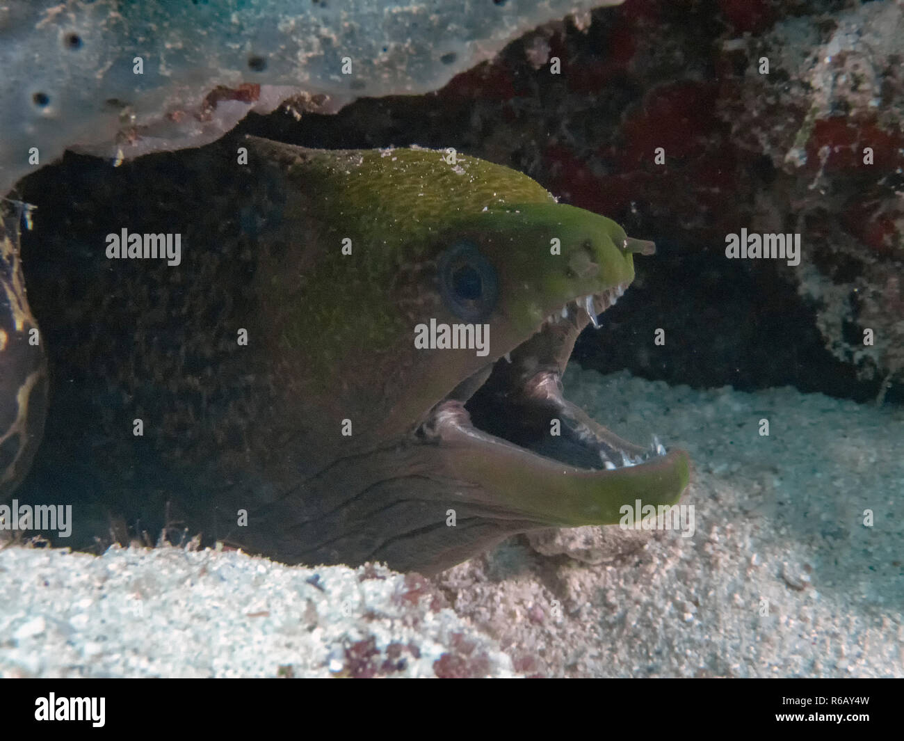 Undulate moray eel hi-res stock photography and images - Alamy