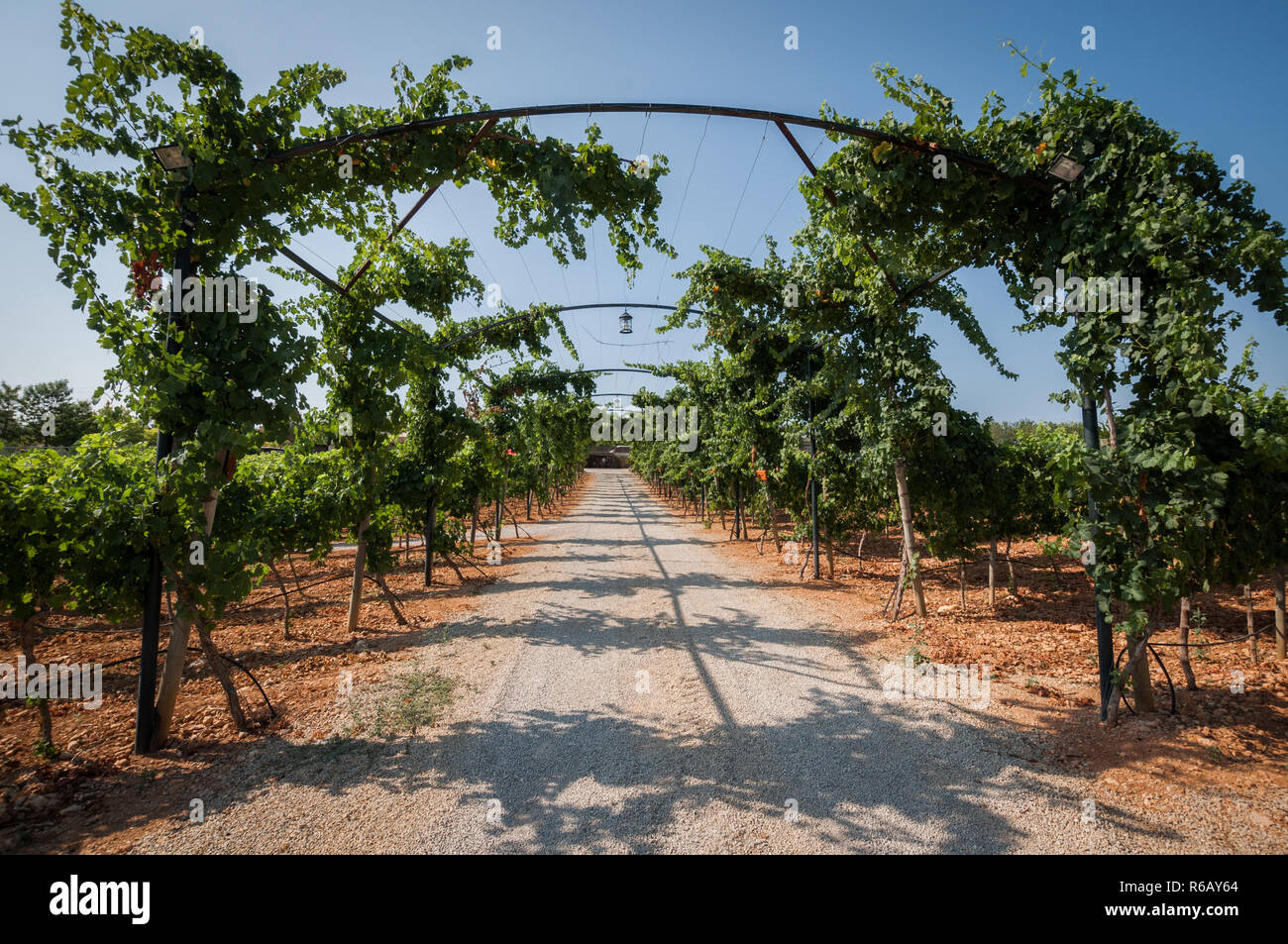 Immature grape vineyard fruits hi-res stock photography and images - Alamy
