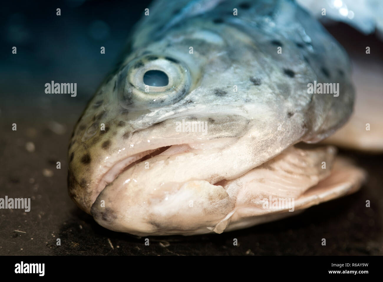 Silver trout hi-res stock photography and images - Alamy