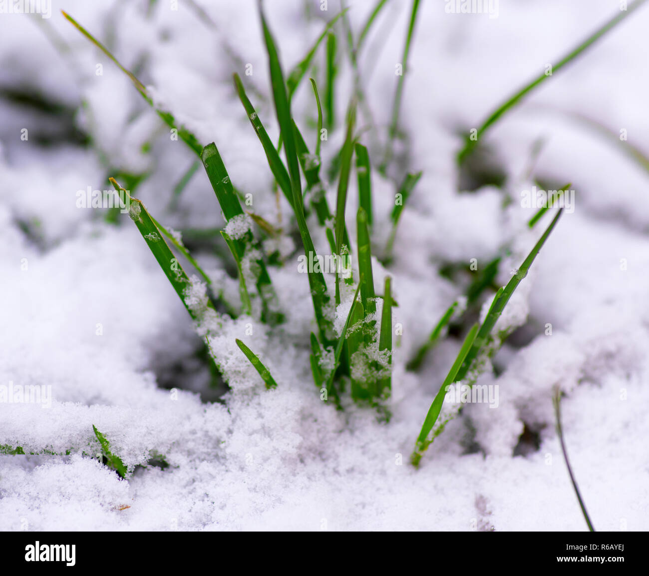 sprouted green grass through white snow Stock Photo - Alamy
