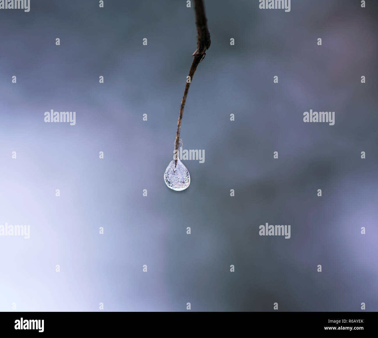 a frozen drop on a branch Stock Photo - Alamy