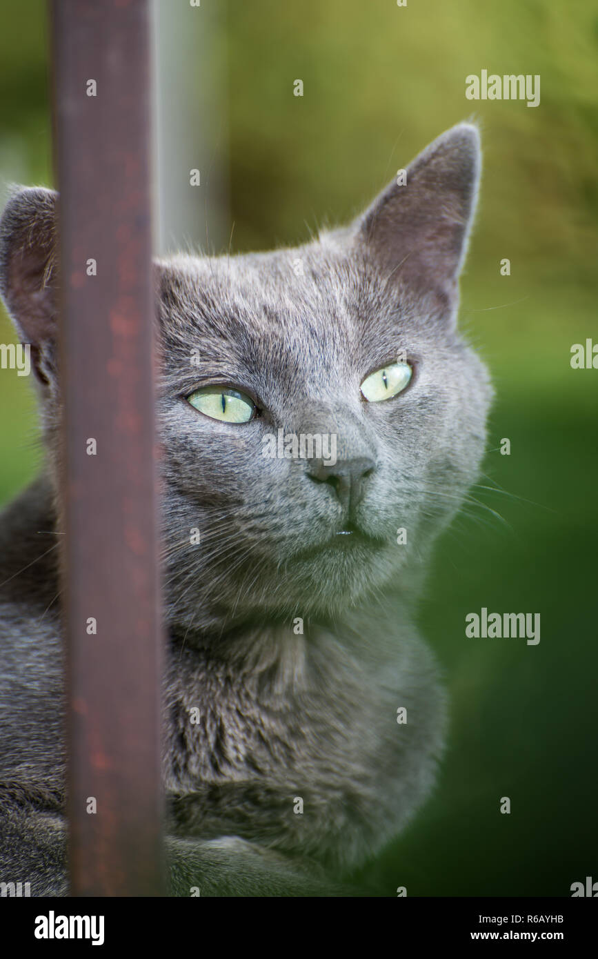 Russian blue cat green eyes hi-res stock photography and images - Alamy