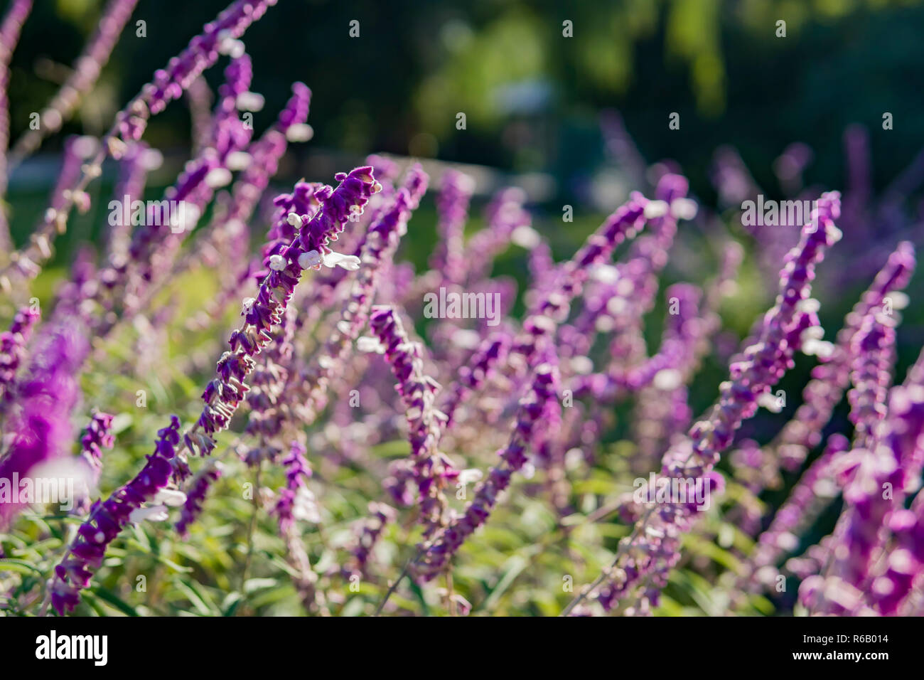 Close up shot of beautiful purple Salvia officinalis blossom at Los ...