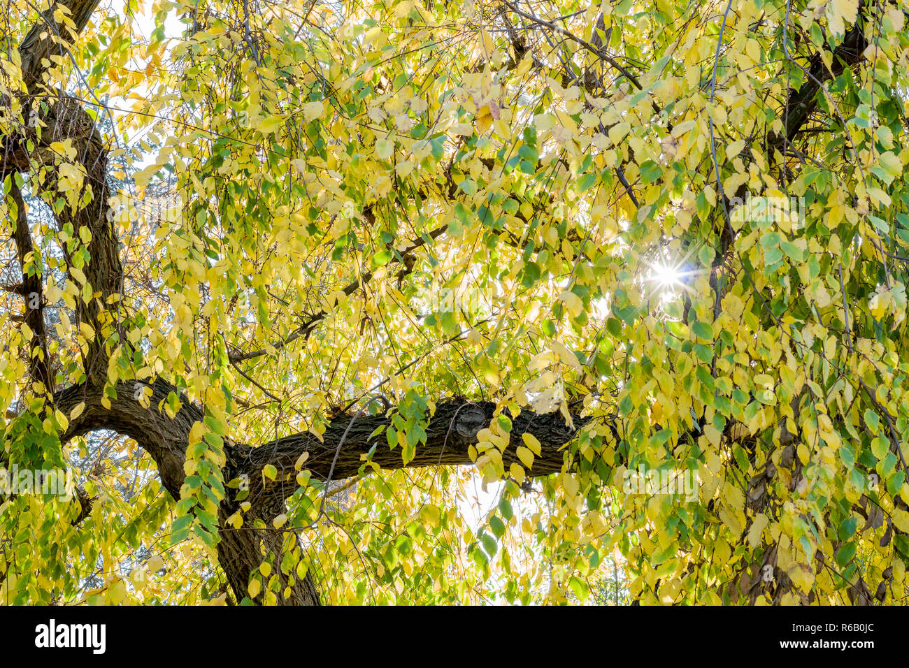 Beautiful fall color of a big American elm at Los Angeles, California ...