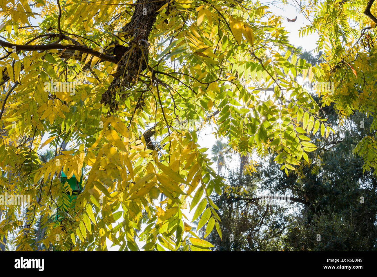 Beautiful fall color of a big Black walnut at Los Angeles, California ...