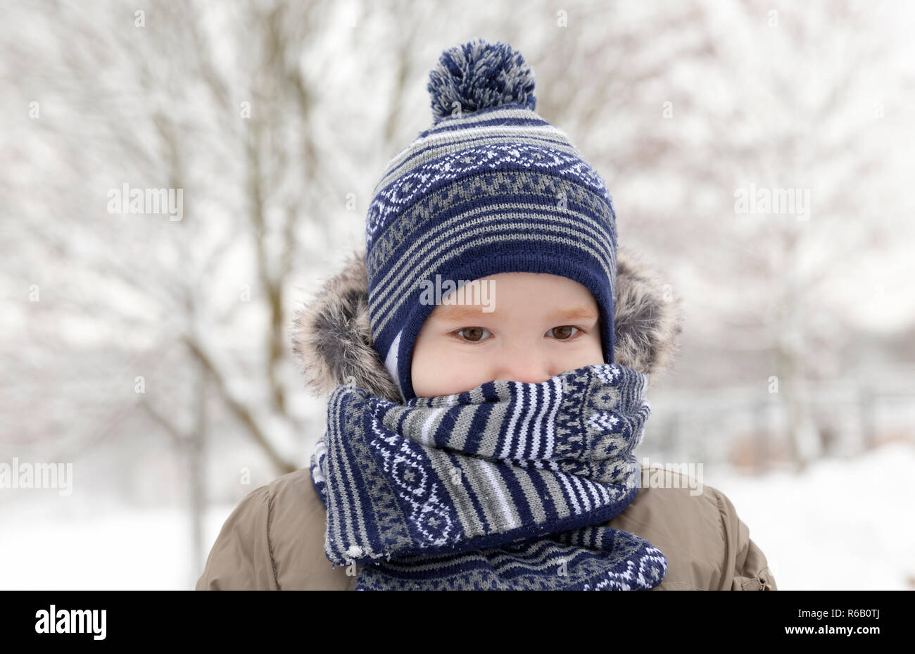 Tree with frost spruce bud Stock Photo - Alamy
