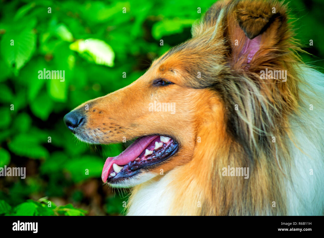 American truebred collie hi-res stock photography and images - Alamy