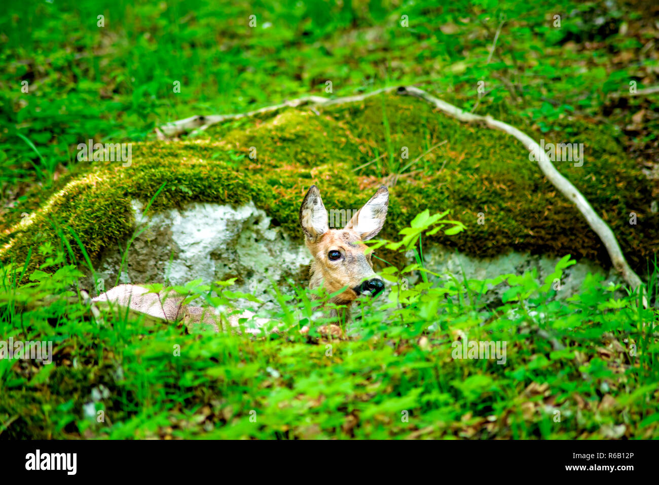 Deer Hidden In A Forest Stock Photo - Alamy