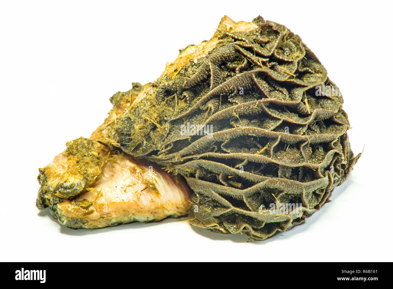 Paunch hi-res stock photography and images - Alamy