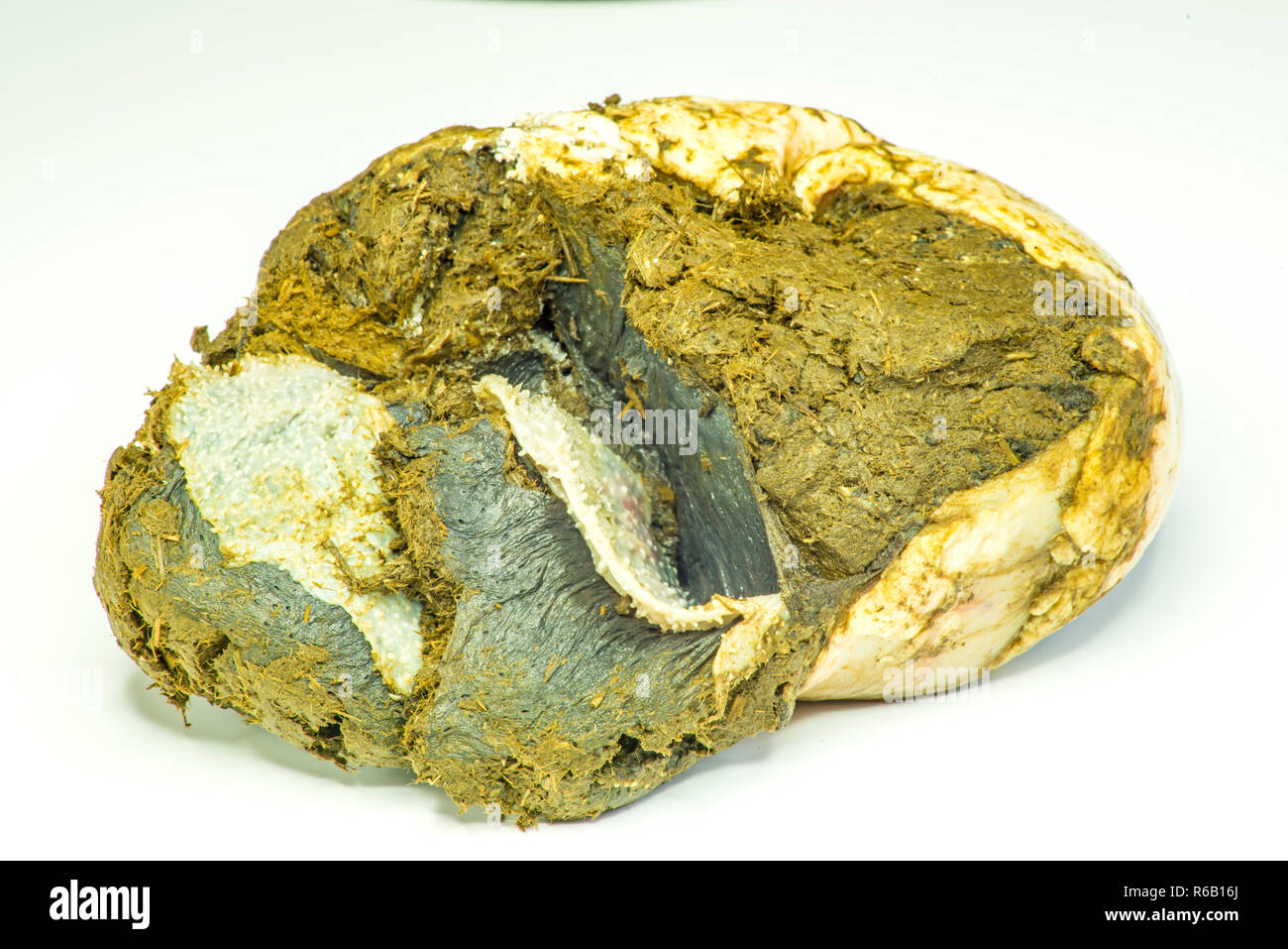 The omasum hi-res stock photography and images - Alamy