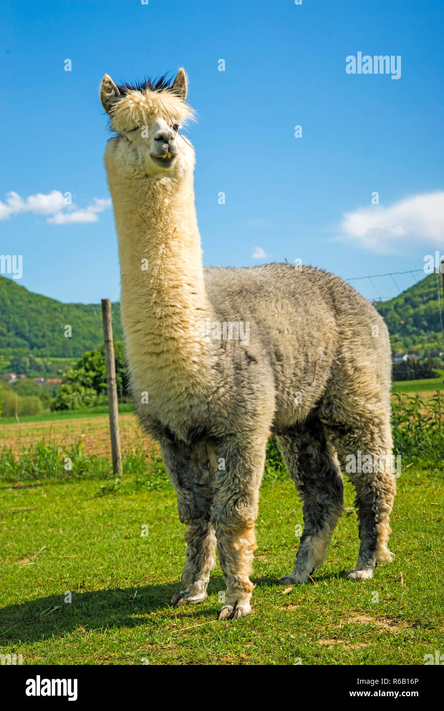 Alpaca Looking Curious Stock Photo - Alamy
