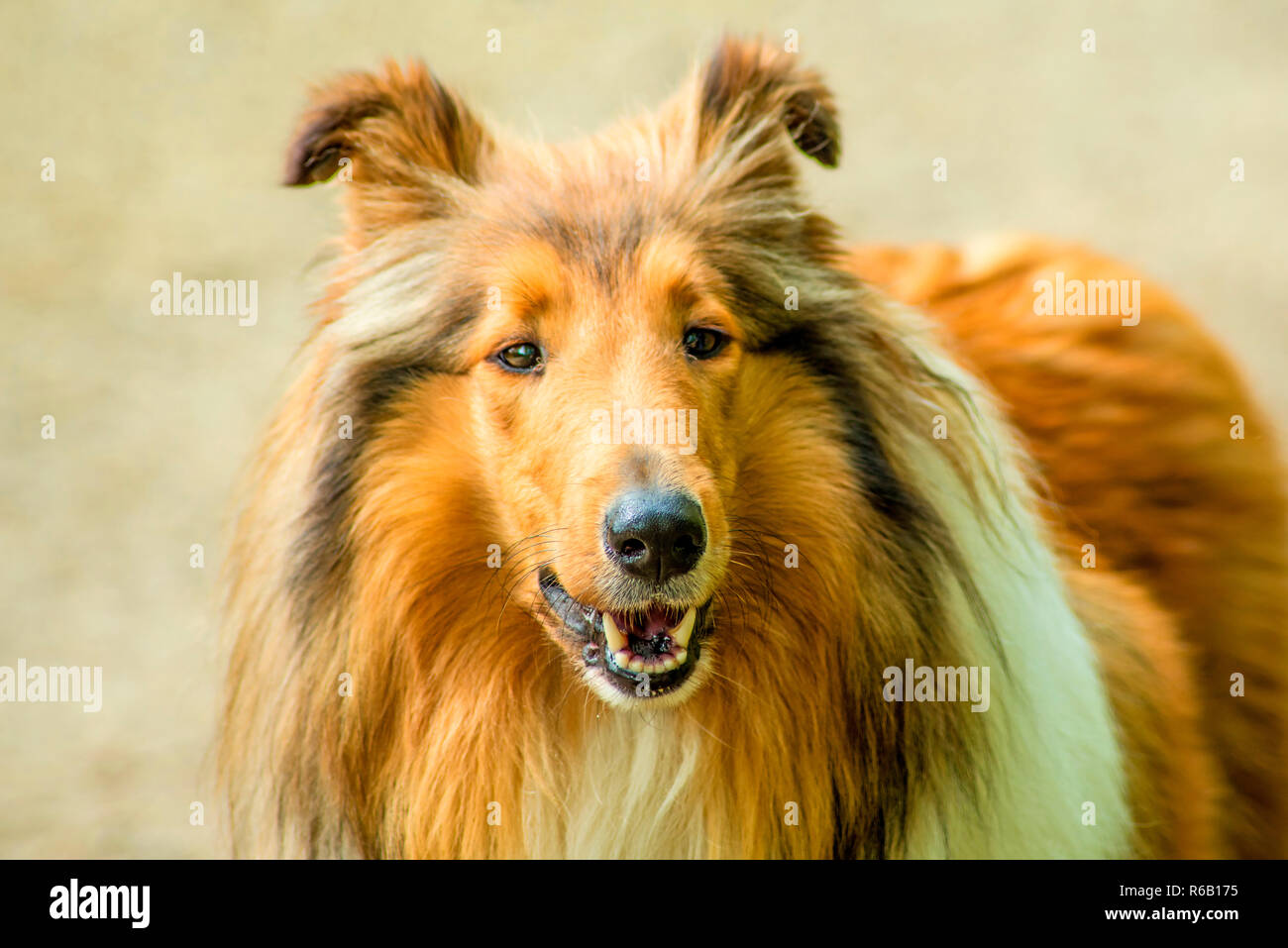 American collie hi-res stock photography and images - Alamy