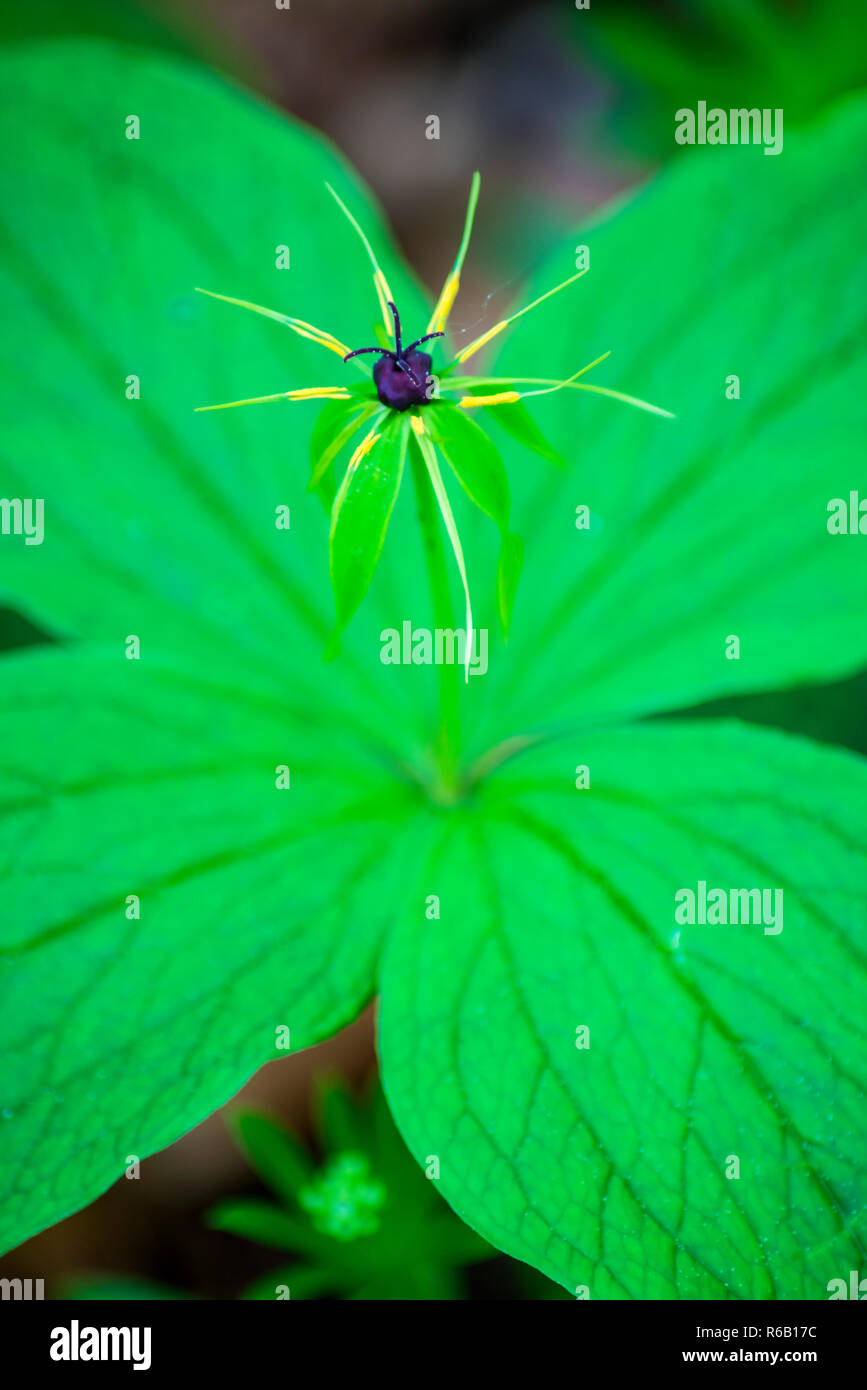 True lovers knot hi-res stock photography and images - Alamy