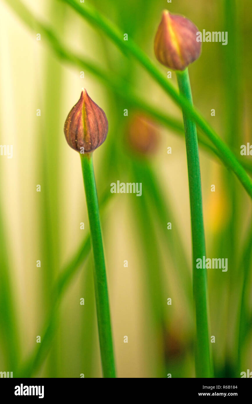 Chinese chive flowers hi-res stock photography and images - Alamy