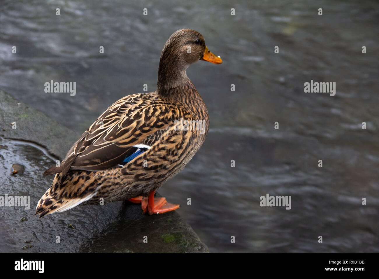 Quack duck High Resolution Stock Photography and Images - Alamy