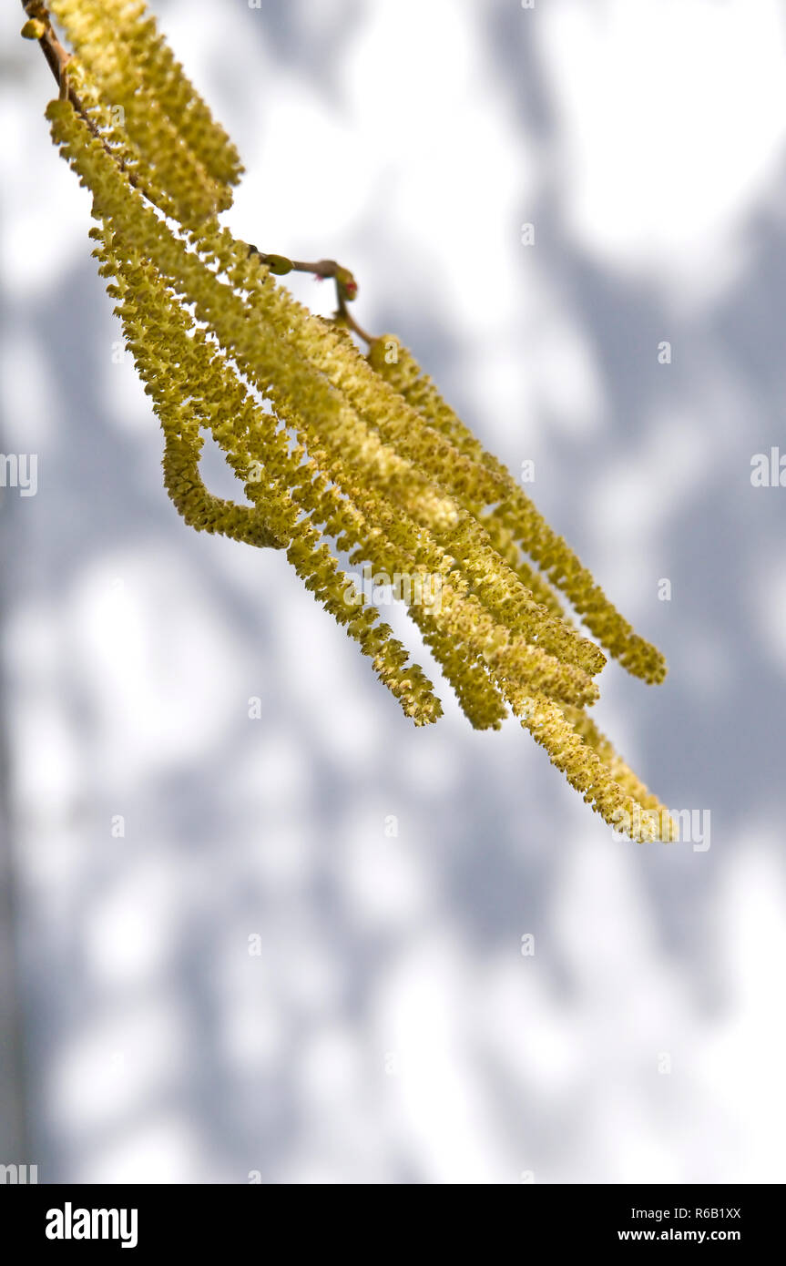 Hazelnut Bloom In Wind Stock Photo - Alamy