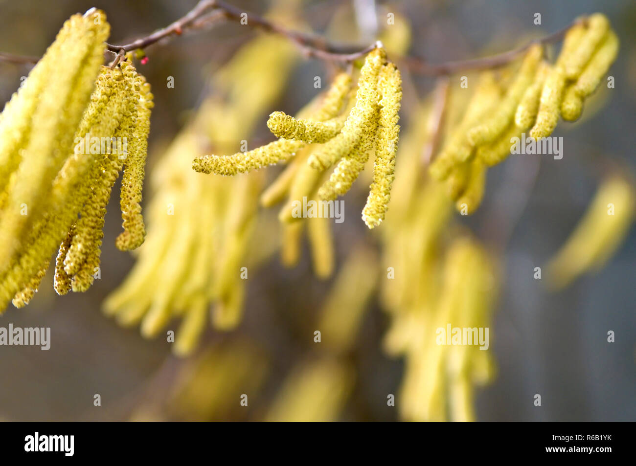 Young hazelnut tree in wind hi-res stock photography and images - Alamy