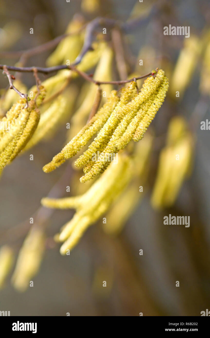 Hazelnut Bloom In Wind Stock Photo - Alamy
